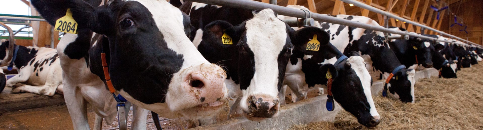 La enfermedad de las vacas locas: un balance 25 años después
