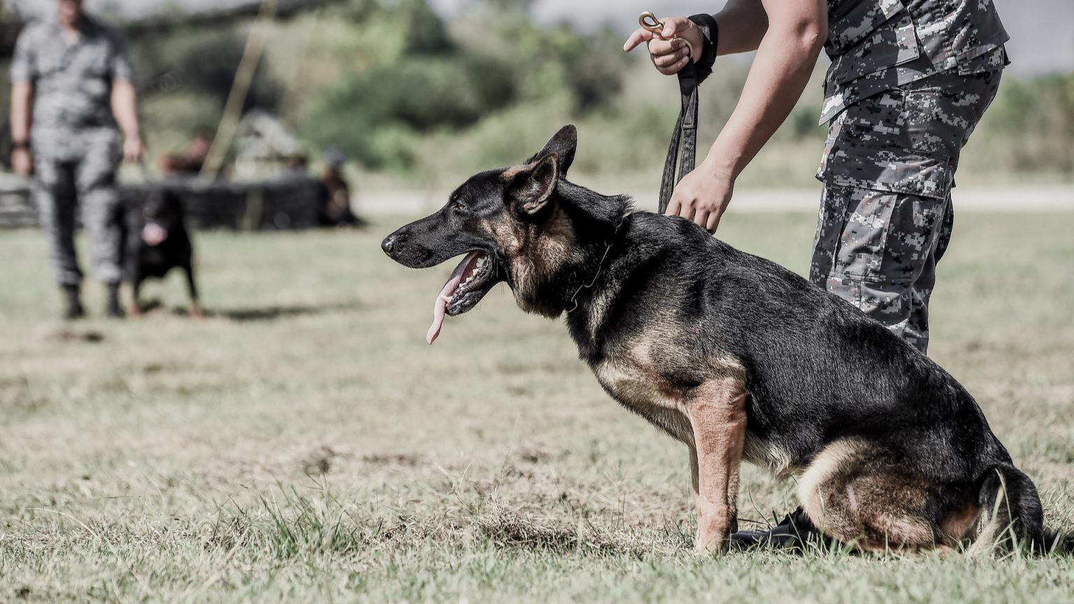 Nos preguntáis por el rescate de perros en Afganistán