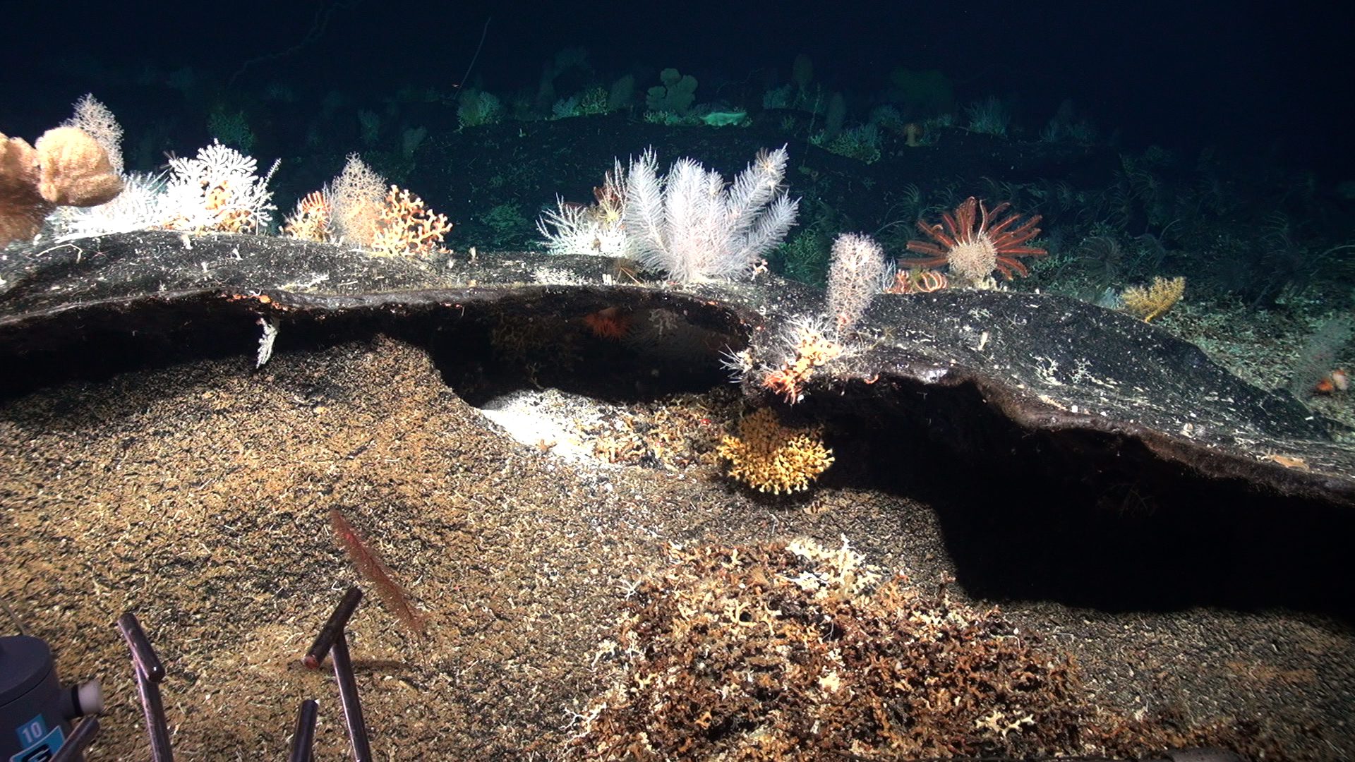 El monte Tropic, ‘oro tecnológico’ submarino en un ecosistema vulnerable