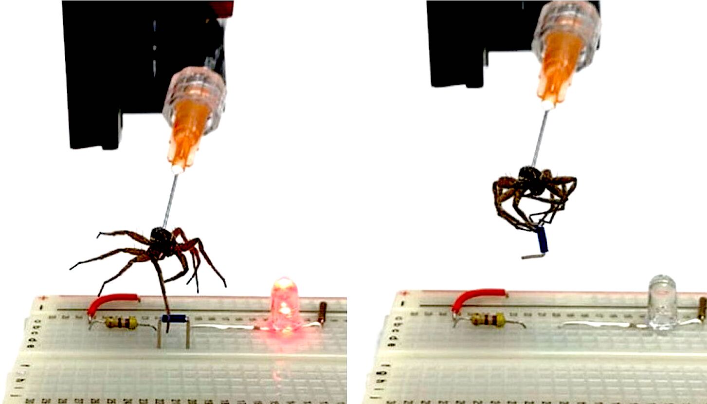 Necrobots y xenobots, los muertos vivientes de la robótica