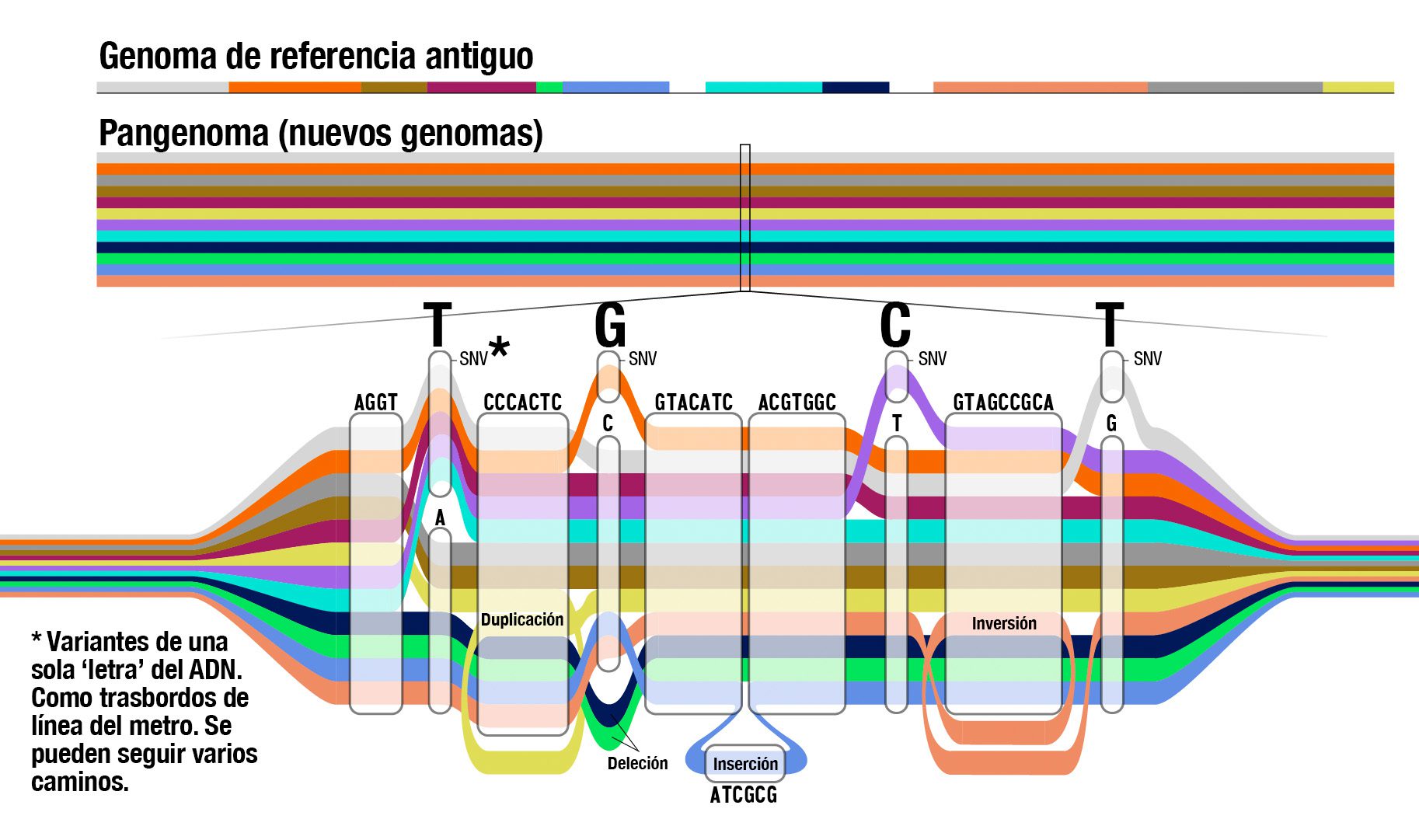 Así es el primer pangenoma humano revelado