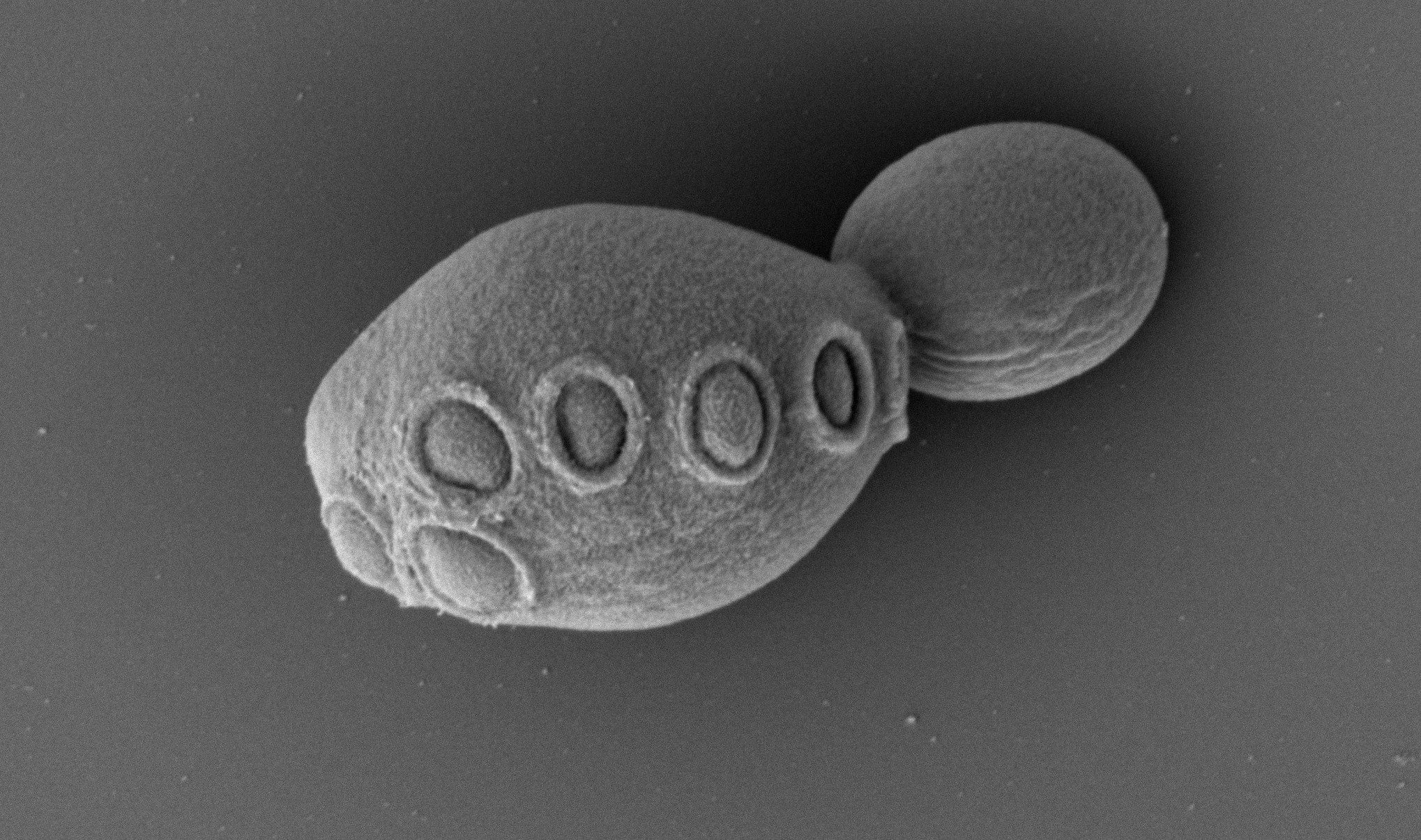 Crean la primera célula con la mitad de sus genes artificiales