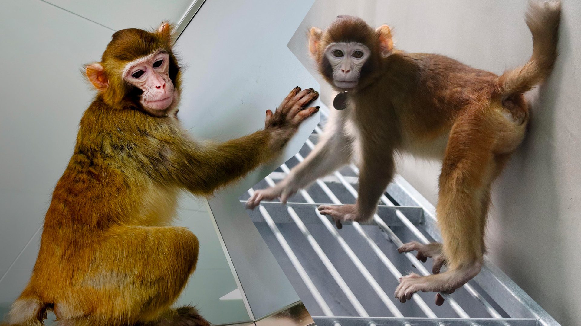 Clonación: China presenta sus segundos monos clonados