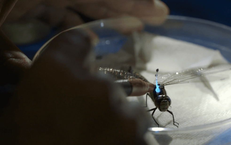 Sorprendente investigación: ¿Por qué los insectos van hacia la luz?