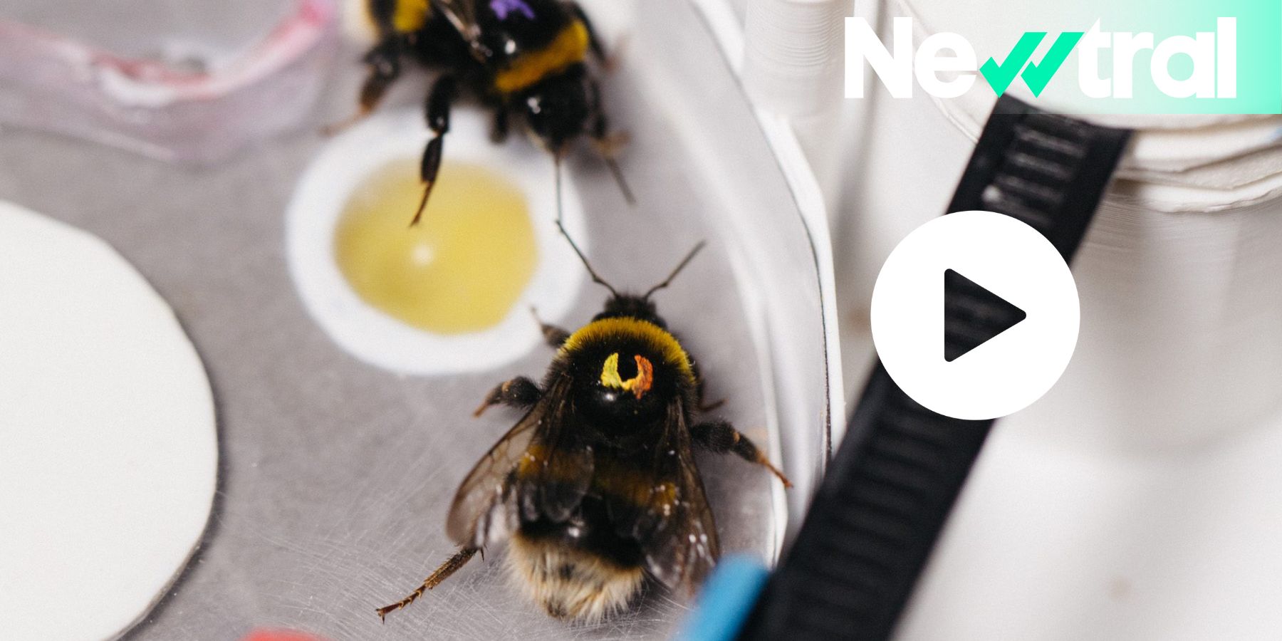 Nuevo hito en el aprendizaje de las abejas: se enseñan entre sí