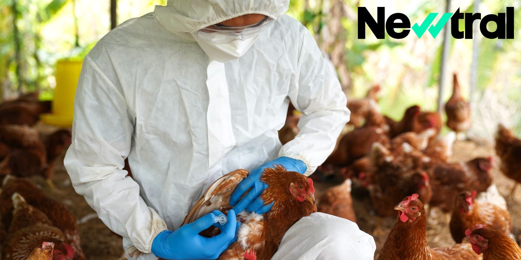 Primera muerte humana por gripe aviar H5N5: ya habido otras con la ...